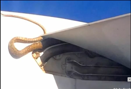 python on wing of plane: viral video – national facebook | Buy Twitter ...